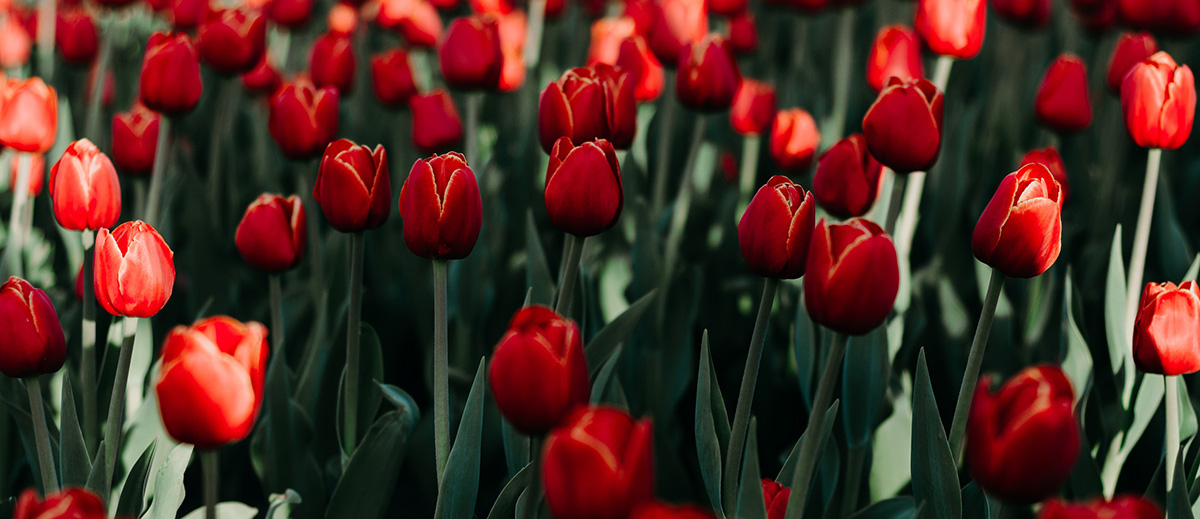 Redefining Redlining on Chicago’s Southside - The University of Chicago ...