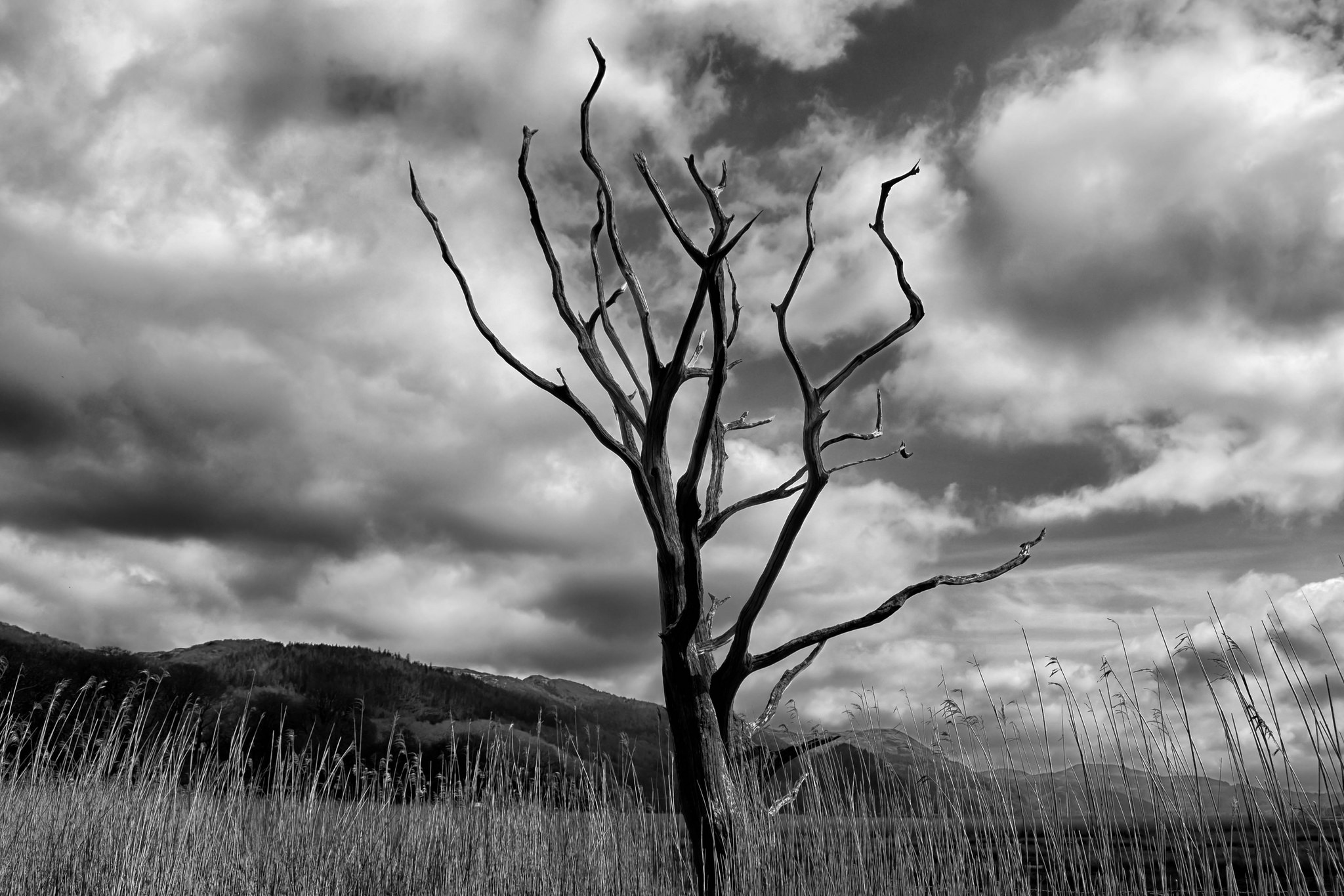 Cultural Disintegration - The University of Chicago Divinity School